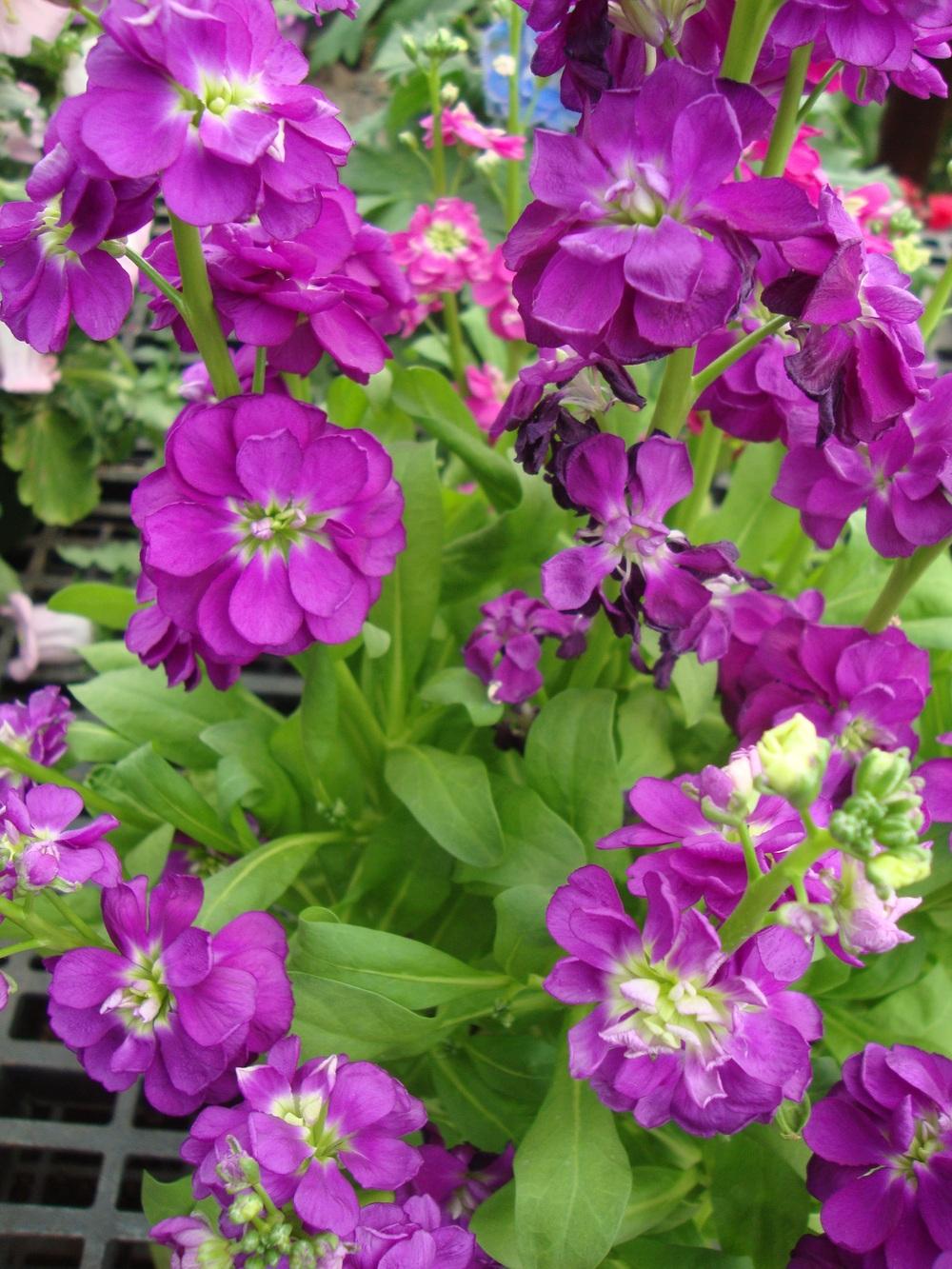 Photo of the bloom of Stock (Matthiola incana 'Hot Cakes') posted by ...