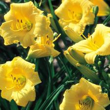 Daylily (Hemerocallis 'Ruth Ann') in the Daylilies Database - Garden.org