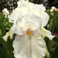 Photo of the bloom of Tall Bearded Iris (Iris 'High Ho Silver') posted ...