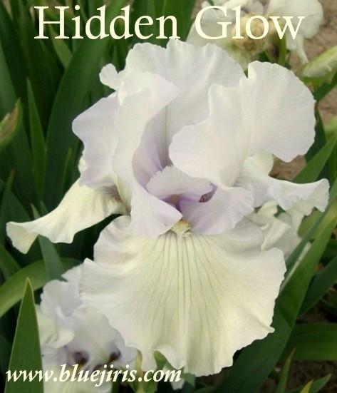 Tall Bearded Iris (Iris 'Hidden Glow') in the Irises Database - Garden.org