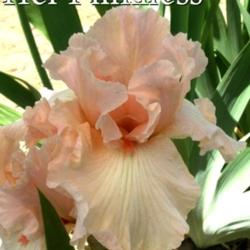 Tall Bearded Iris (Iris 'Her Pinkness') in the Irises Database - Garden.org