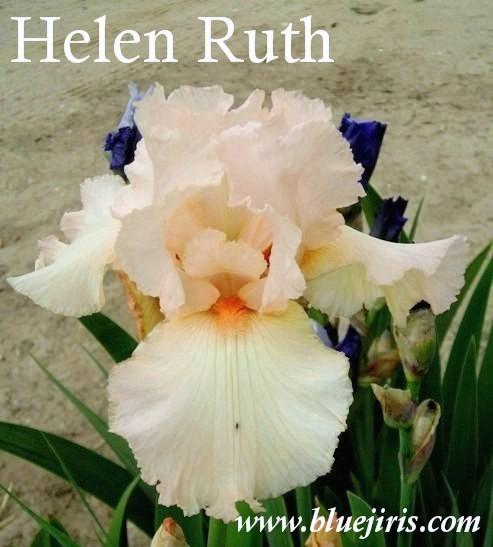 Tall Bearded Iris (Iris 'Helen Ruth') in the Irises Database - Garden.org