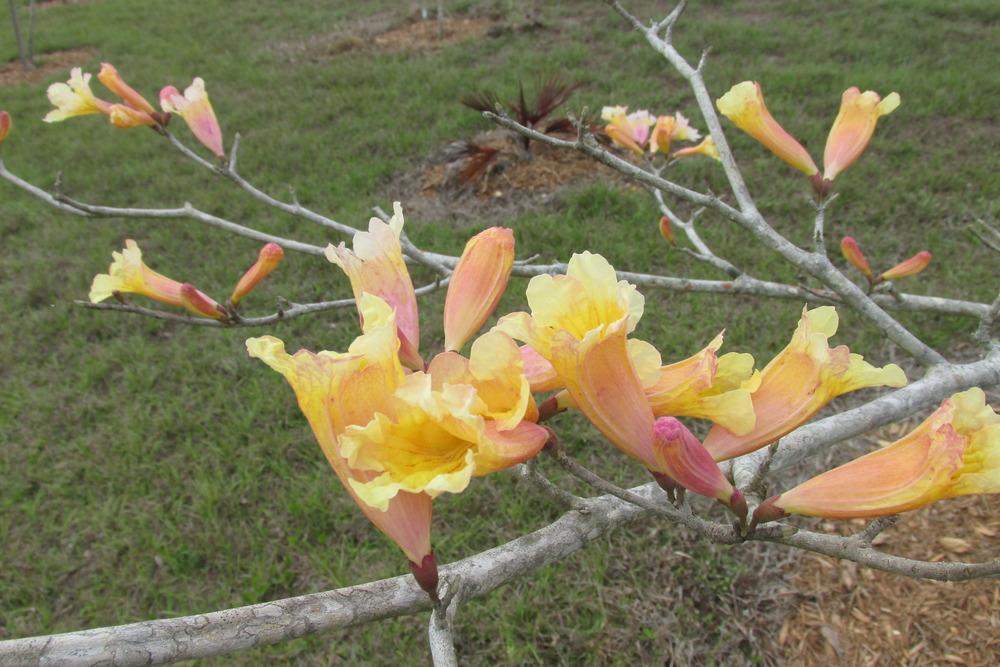 Dwarf Trumpet Tree (Tabebuia 'Apricot') - Garden.org