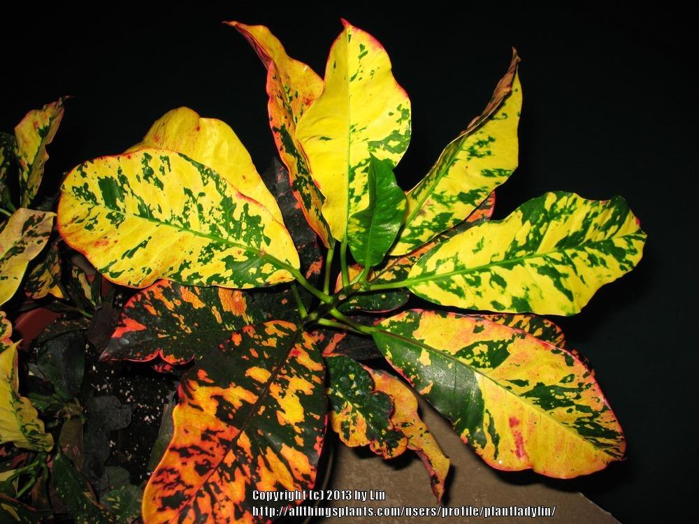 Photo of the leaves of Croton (Codiaeum variegatum 'Magnificent ...