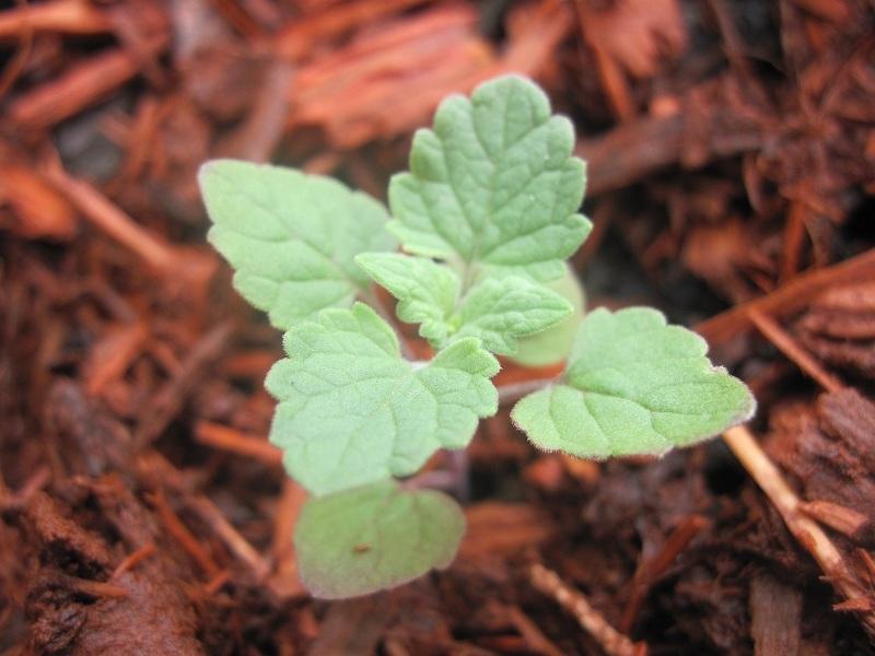 Photo of the seedling or young plant of Catnip (Nepeta cataria) posted ...