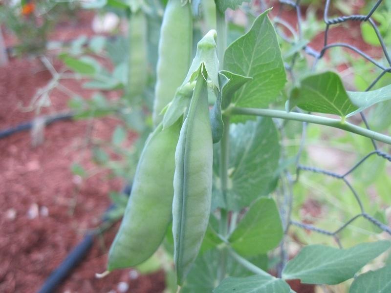 Photo of the seed pods or heads of English Pea (Lathyrus oleraceus ...