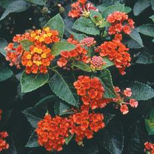 Lantana camara Patriot™ Petite™ Cowboy in the Lantanas Database ...
