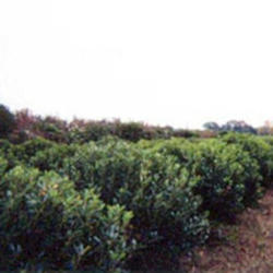 Inkberry (Ilex glabra 'Compacta') in the Ilex Database - Garden.org