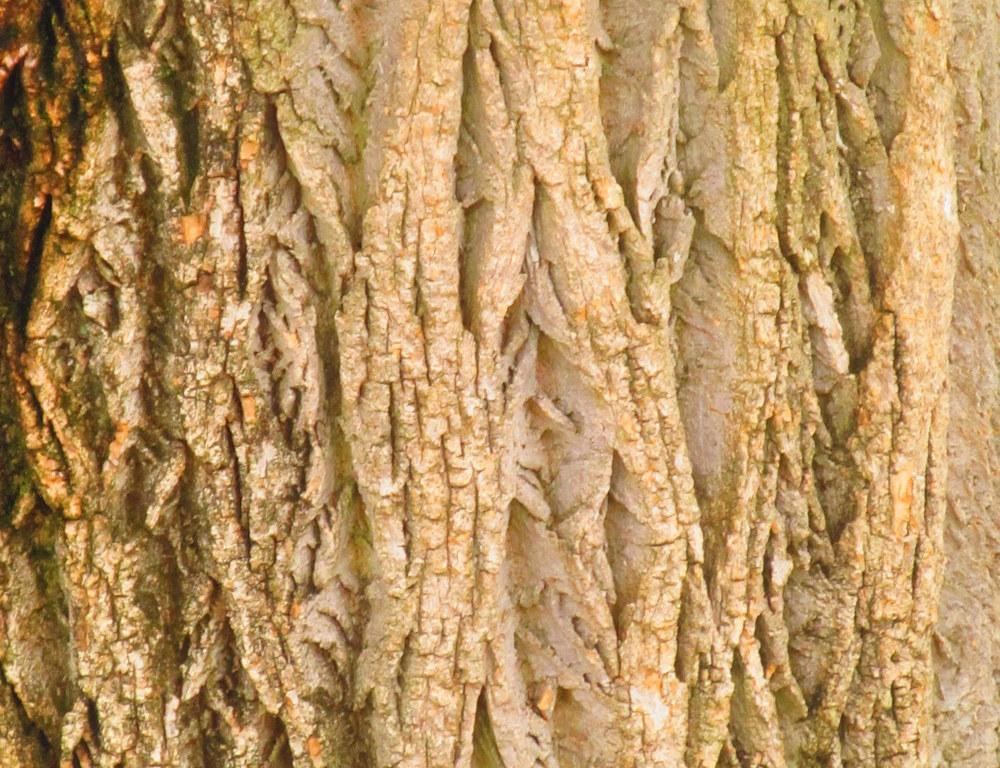 Photo of the stem, scape, stalk or bark of Amur Cork Tree ...