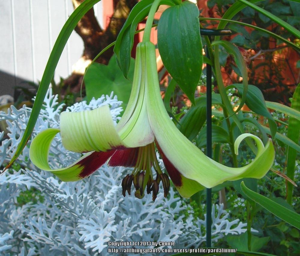Photo of the bloom of Lily (Lilium nepalense) posted by pardalinum ...