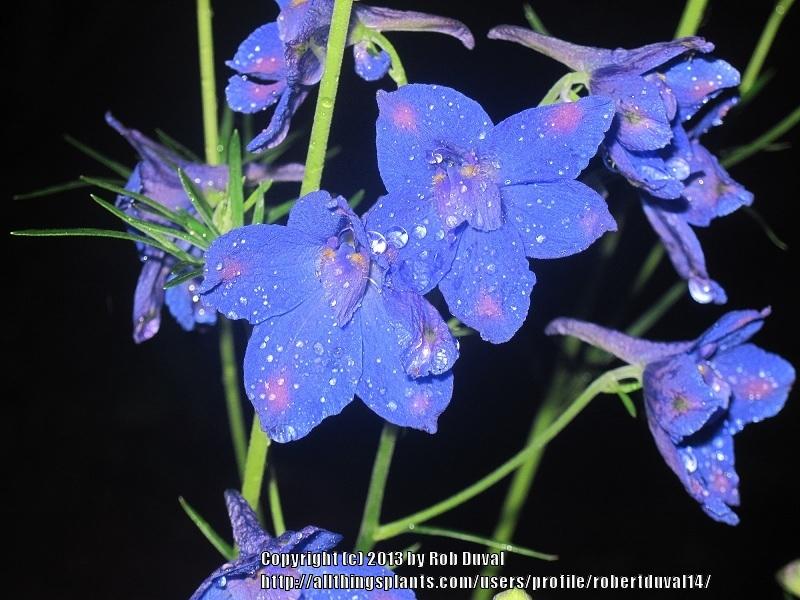 Photo of the bloom of Dwarf Chinese Delphinium (Delphinium grandiflorum 'Blue Butterfly') posted ...