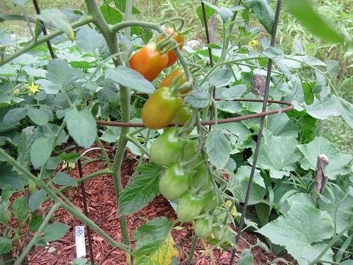 Tomato (Solanum lycopersicum 'Red Candy') in the Tomatoes Database ...