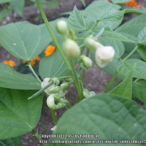 String Bean (Phaseolus vulgaris 'Greencrop') in the Beans Database ...