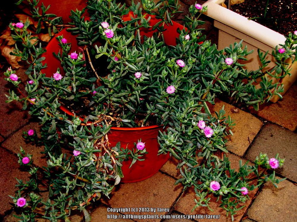 Photo of the entire plant of Candy Bush (Oscularia caulescens) posted ...