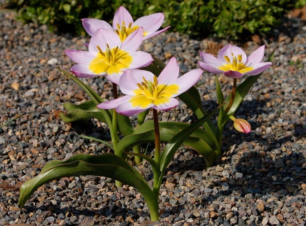 Photo of the entire plant of Species Tulip (Tulipa saxatilis 'Lilac ...