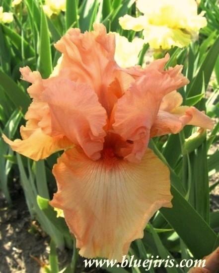Tall Bearded Iris (Iris 'Hot Pink') in the Irises Database - Garden.org