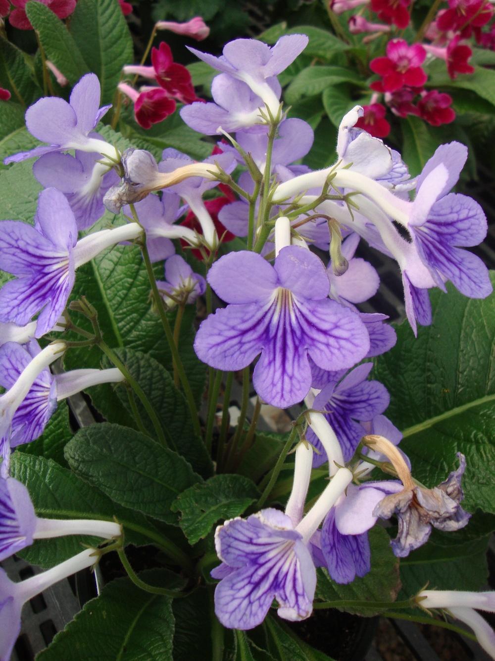 Photo of the bloom of Cape Primrose (Streptocarpus Ladyslippers™ Blue ...