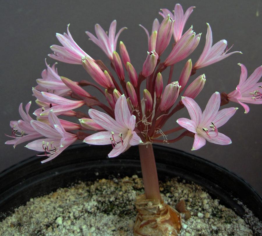 Photo of the bloom of Brunsvigia bosmaniae posted by eclayne - Garden.org