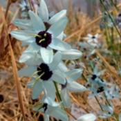 Photo of the bloom of Turquoise Ixia (Ixia viridiflora) posted by ...