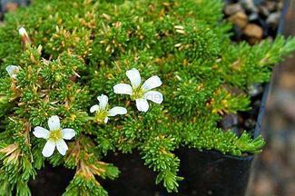 Alpine Stitchwort (Cherleria obtusiloba) - Garden.org