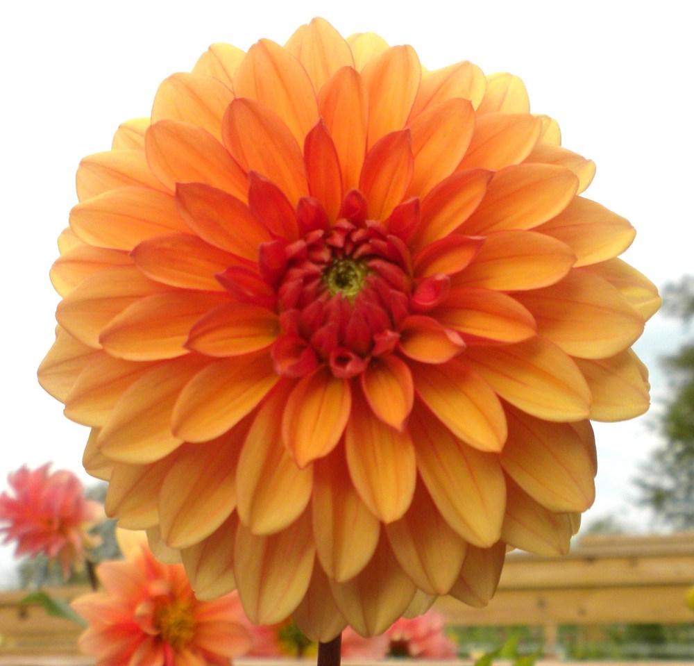 Dahlia 'Orange Apache' in the Dahlias Database - Garden.org