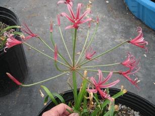 Cape Flower (Nerine huttoniae) in the Cape Lilies Database - Garden.org