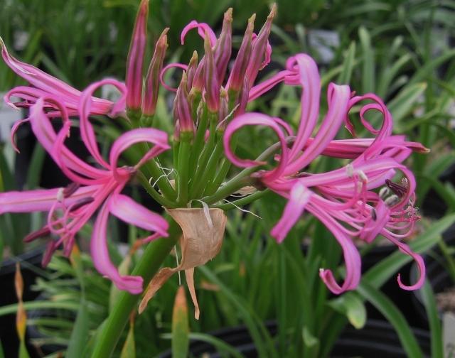 Cape Lilies: Plant Care and Collection of Varieties - Garden.org