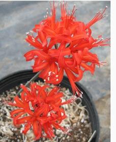 Guernsey Lily (Nerine sarniensis 'Major') in the Cape Lilies Database ...