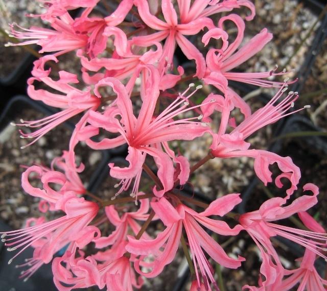 Photo of the bloom of Cape Flower (Nerine humilis) posted by eclayne ...