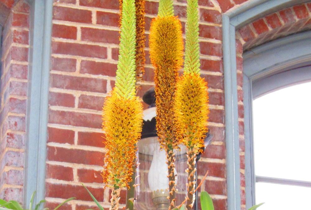 Photo of the bloom of Lebombo Aloe (Aloe spicata) posted by jmorth ...