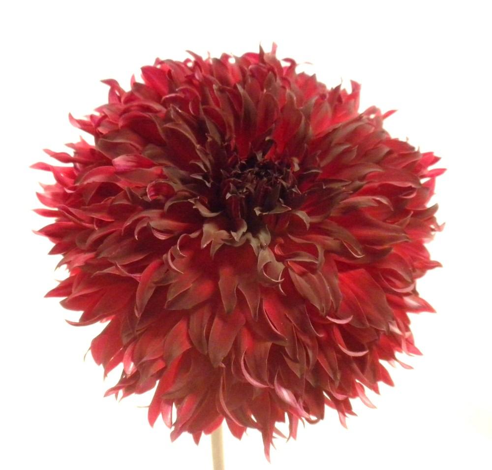 Photo of the bloom of Dahlia 'Skywalker' posted by vic - Garden.org