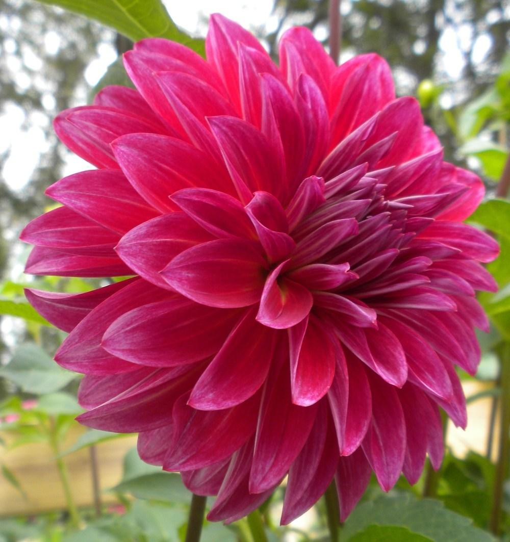 Photo of the bloom of Dahlia 'Raspberry Punch' posted by vic - Garden.org