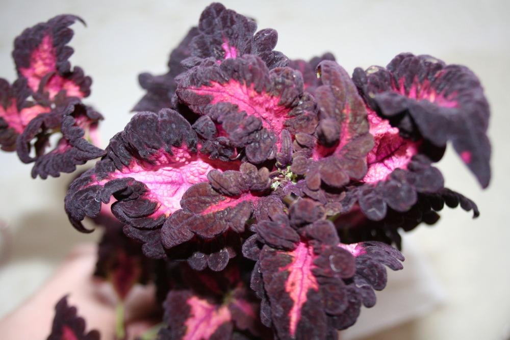 Coleus (Coleus scutellarioides 'Ruby Laser') in the Coleus Database ...
