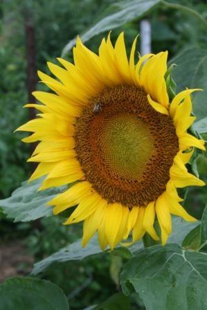 Sunflower (Helianthus annuus 'Maya') in the Sunflowers Database ...
