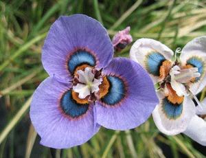 Peacock Flower (Moraea villosa) - Garden.org
