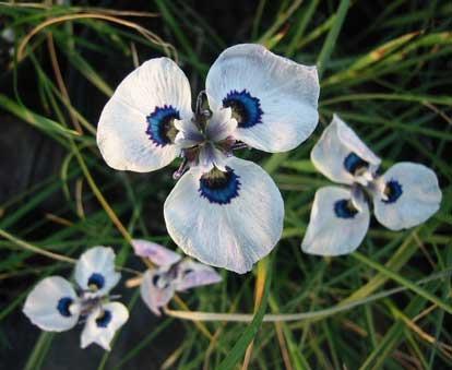 Photo of the bloom of Peacock Iris (Moraea aristata) posted by eclayne ...