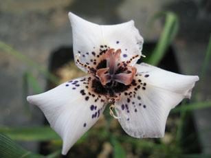 Moraea (Moraea atropunctata) - Garden.org