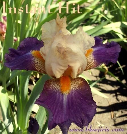 Tall Bearded Iris (Iris 'Instant Hit') in the Irises Database - Garden.org