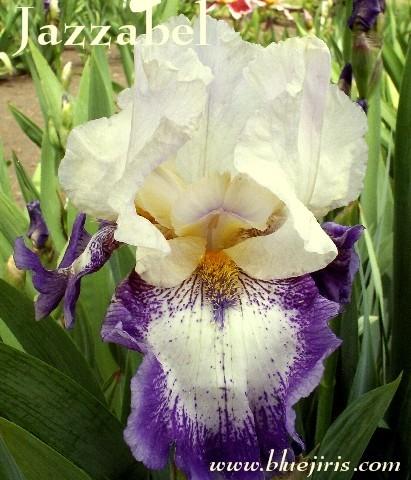 Tall Bearded Iris (Iris 'Jazzebel') in the Irises Database - Garden.org