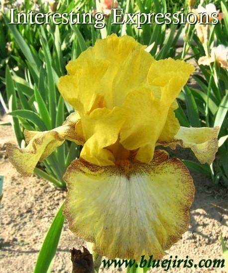 Tall Bearded Iris (Iris 'Interesting Expression') in the Irises ...