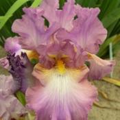 Tall Bearded Iris (Iris 'Indulge') in the Irises Database - Garden.org