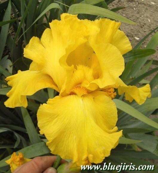Tall Bearded Iris (Iris 'Jean Graham') in the Irises Database - Garden.org