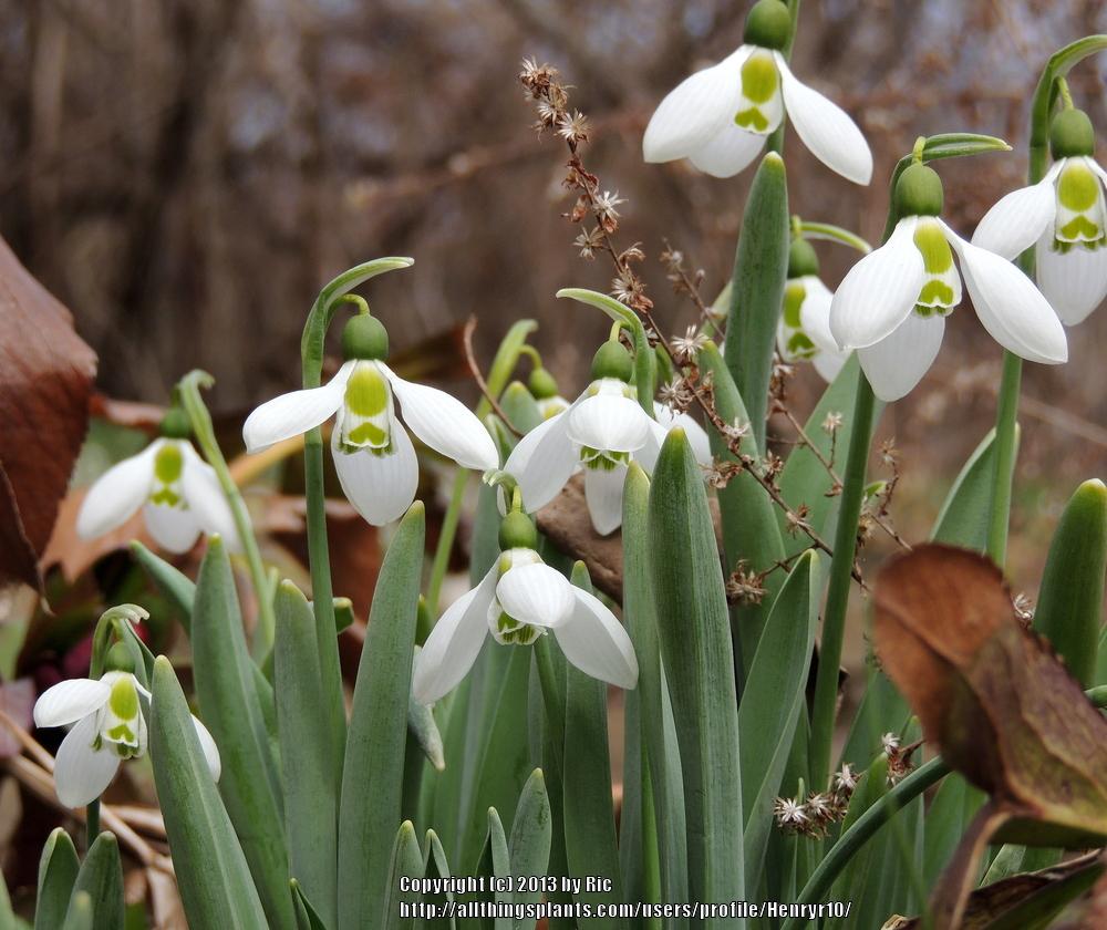 Photo of the bloom of Giant Snowdrop (Galanthus elwesii) posted by ...