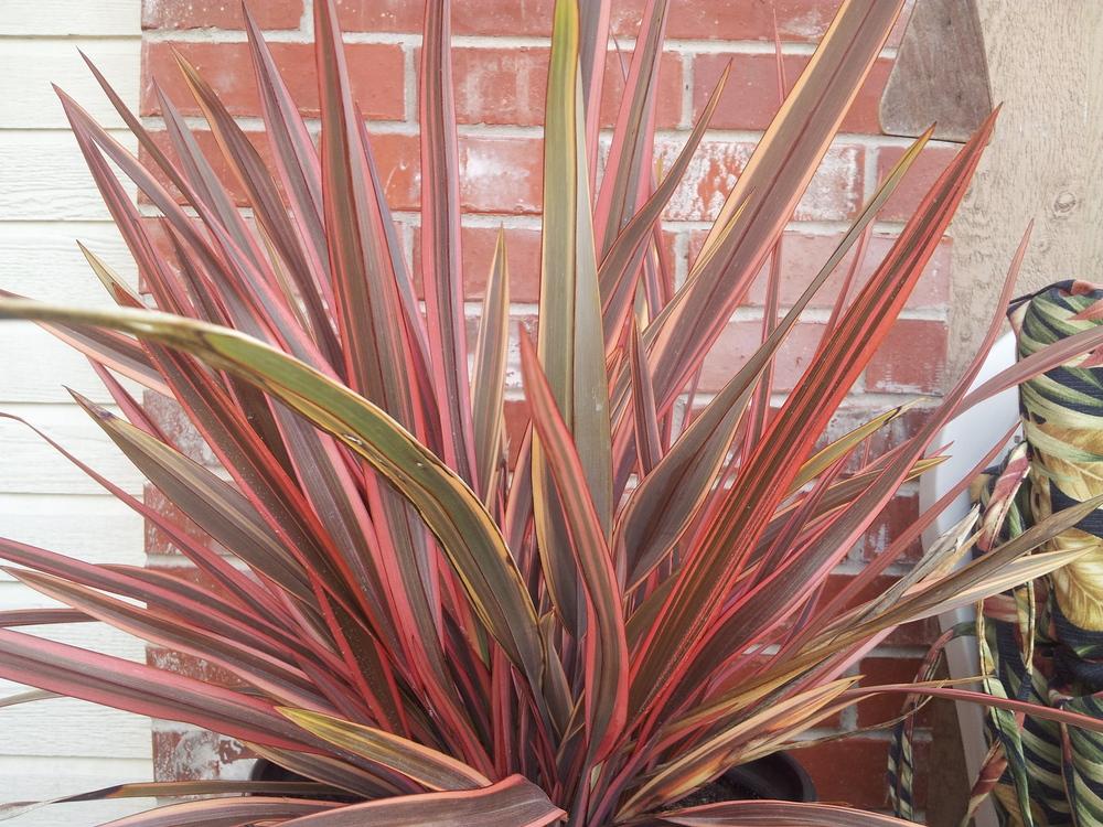 Photo of the entire plant of New Zealand Flax (Phormium tenax ...