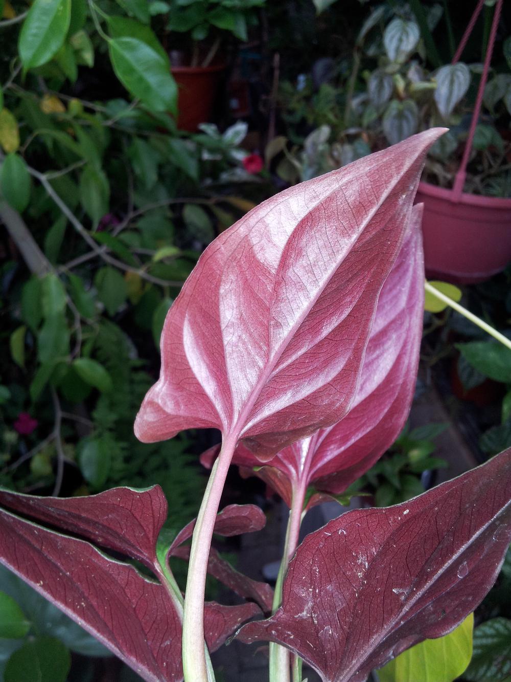 Photo of the leaves of Arrowhead Vine (Syngonium erythrophyllum) posted ...