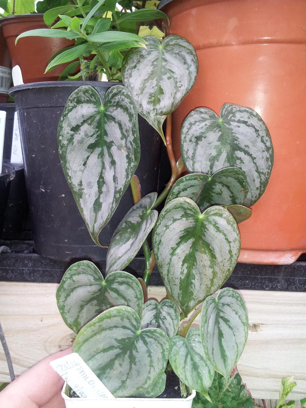 Photo of the entire plant of Philodendron brandtianum posted by pniksch ...