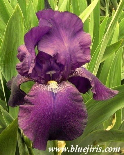 Tall Bearded Iris (Iris 'King's Tribute') in the Irises Database ...