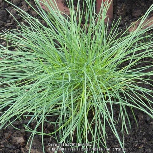 Blue Fescue (Festuca glauca 'Boulder Blue') - Garden.org