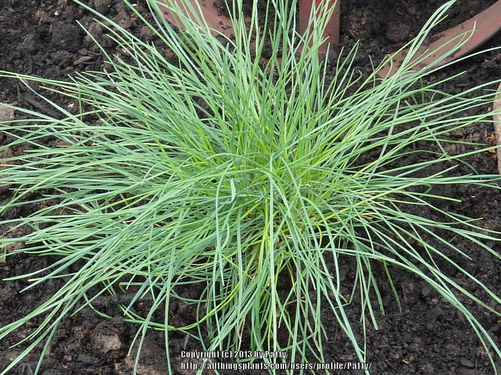 Blue Fescue (Festuca glauca 'Boulder Blue') - Garden.org