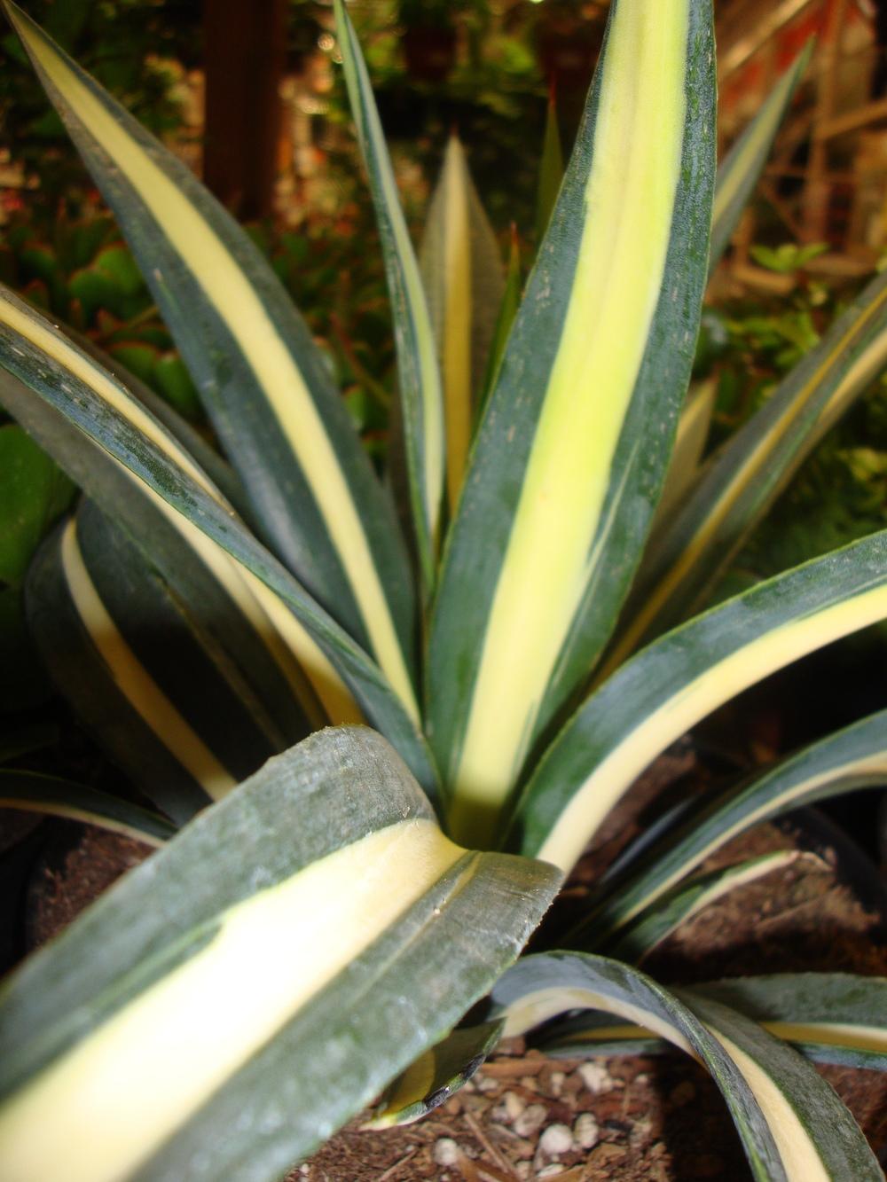 Sisal (Agave sisalana 'Mediopicta') in the Agaves Database - Garden.org